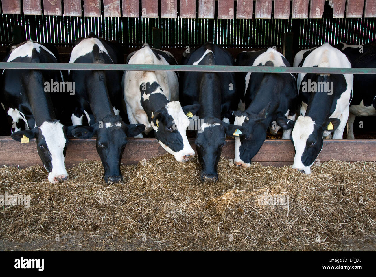 Dairy farming hi-res stock photography and images - Alamy