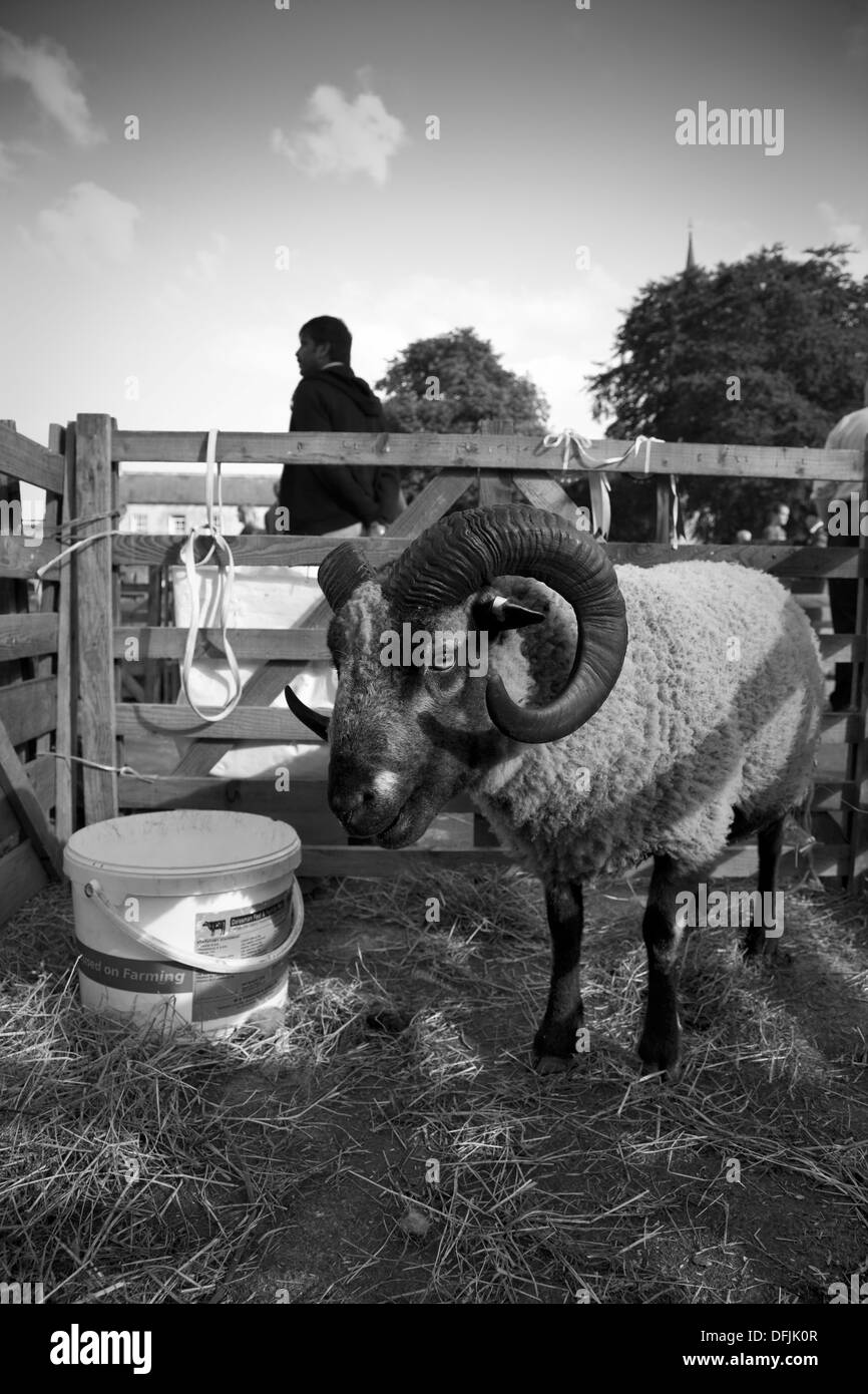 Sheep show england Black and White Stock Photos & Images - Alamy