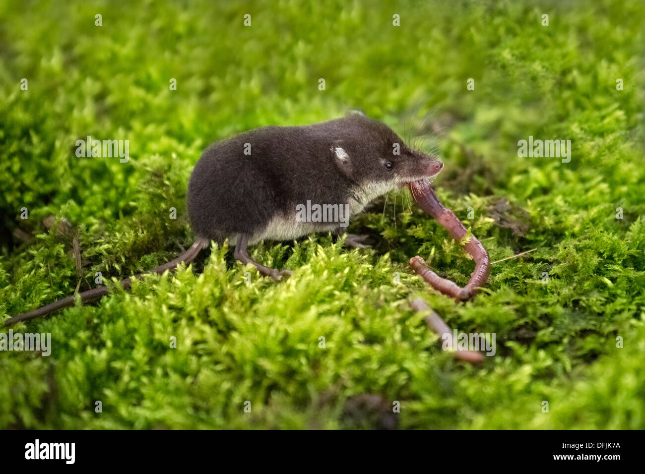 Eurasian Water Shrew eating a worm Stock Photo - Alamy