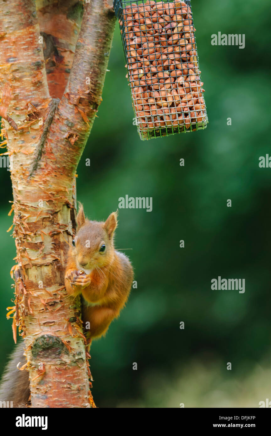 Red Squirrel, Sciurus vulgaris, feeding on a bird table, Dumfries ...