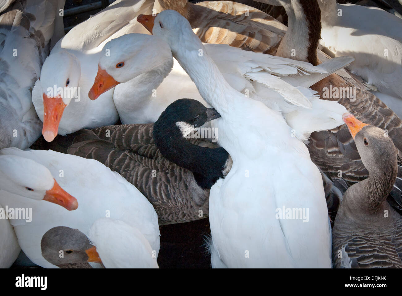 Group of Geese Stock Photo - Alamy