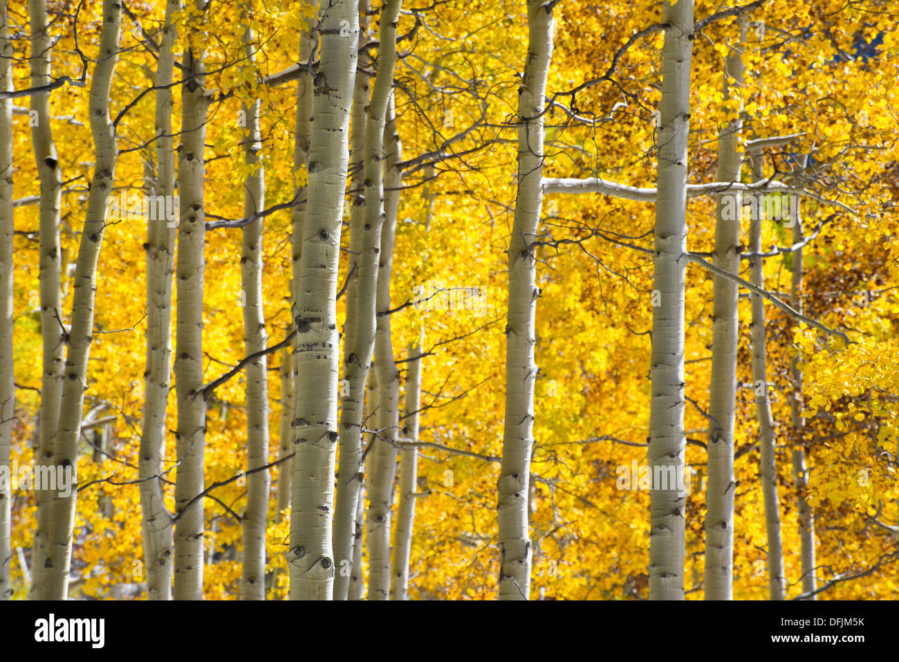 Colorado Fall Colors Stock Photos & Colorado Fall Colors Stock Images ...