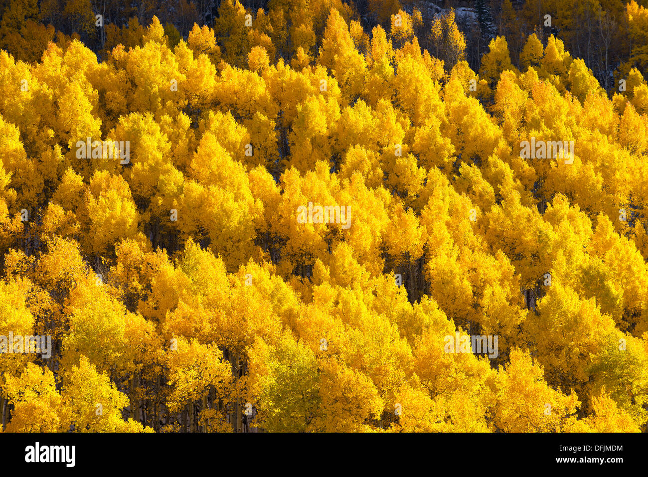 Abstract of birch trees and fall colors hi-res stock photography and ...