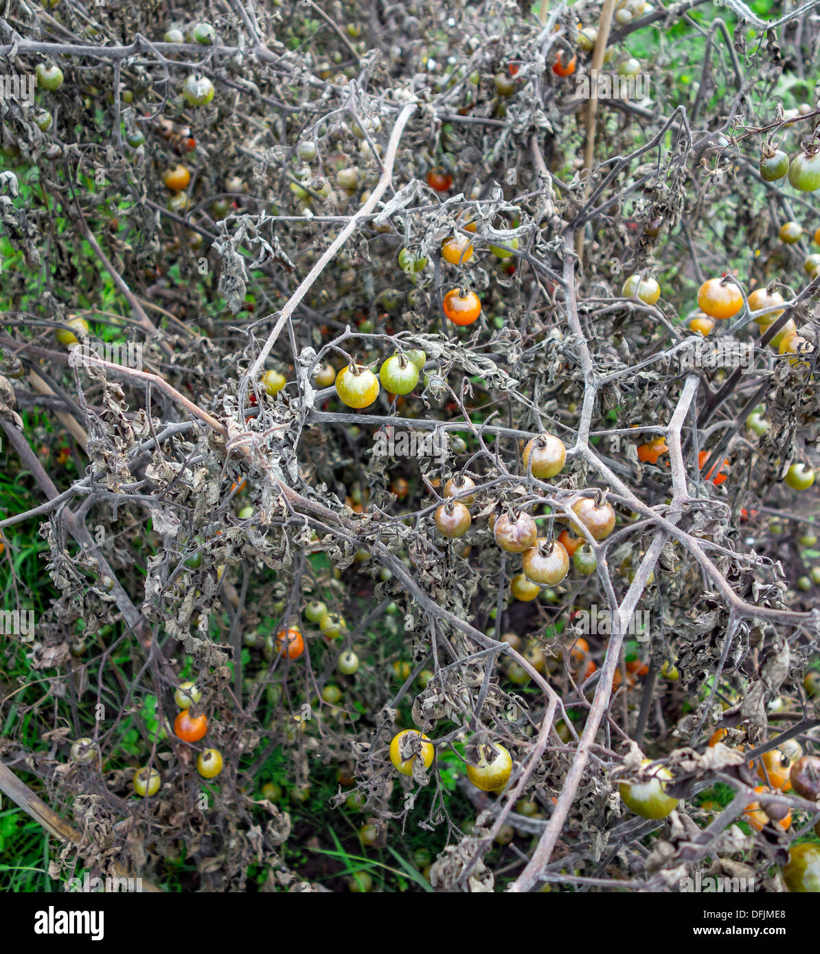 Tomato Blight Ruined Tomato Crop Stock Photo - Alamy