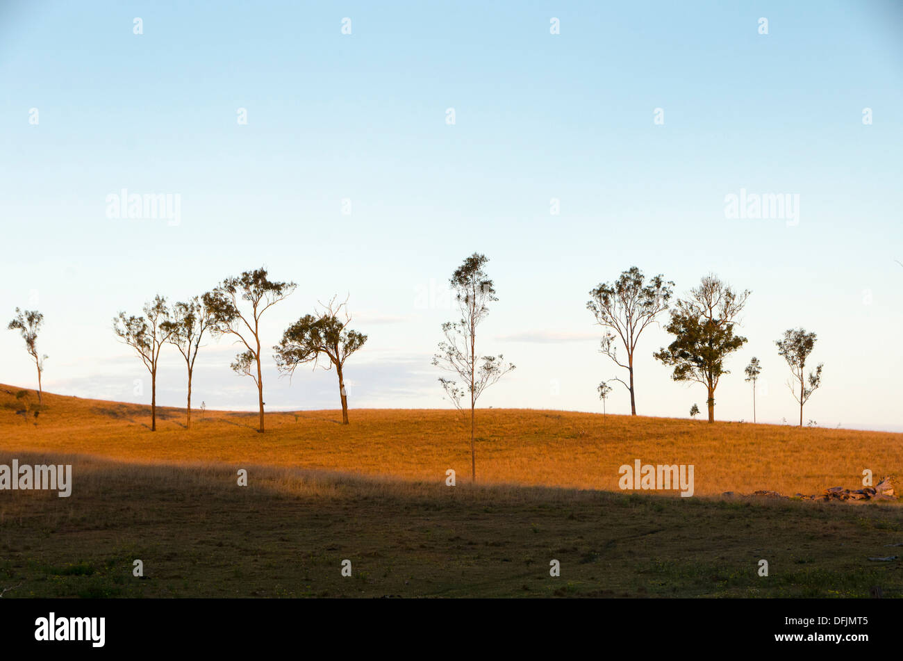 Gum Trees and grassland on hillside, near Ipswich,, Queensland ...