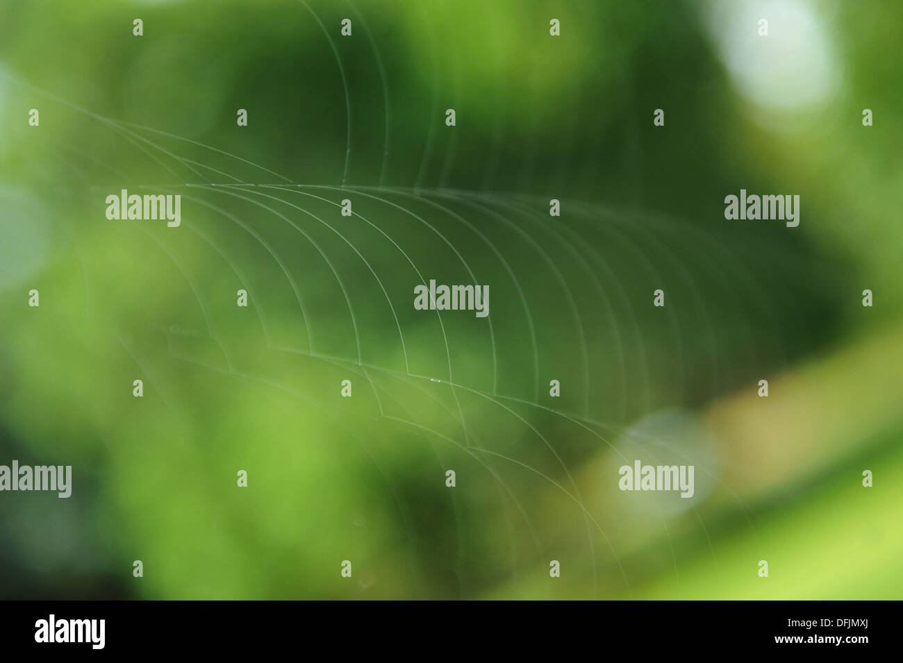 Wispy Spiderweb lightly blowing in the breeze on a natural green ...