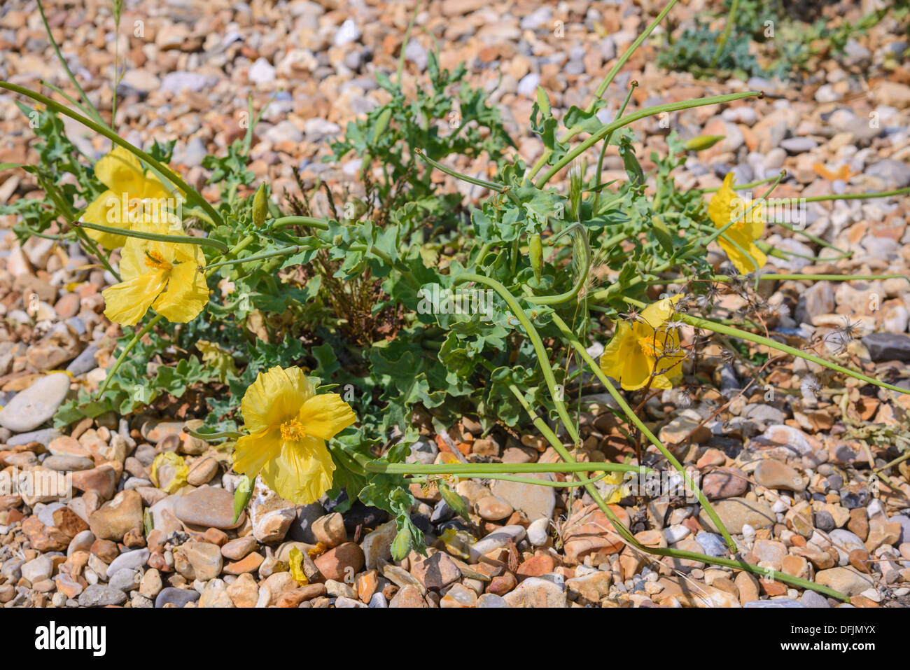 Yellow Horned Poppy, Glaucium flavum, Wildflowers, Dorset, England ...