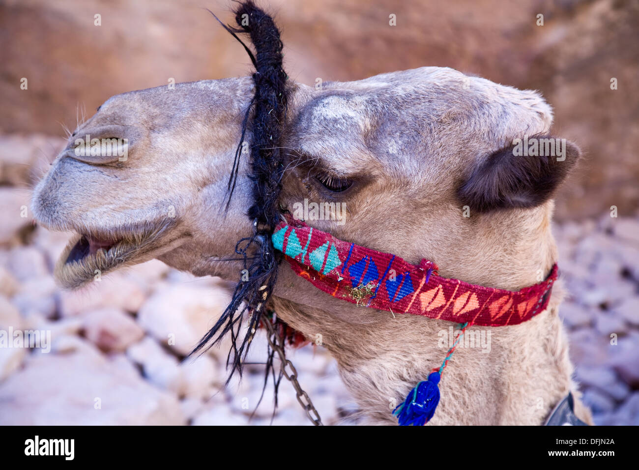 Camel, Petra, Jordan Stock Photo - Alamy