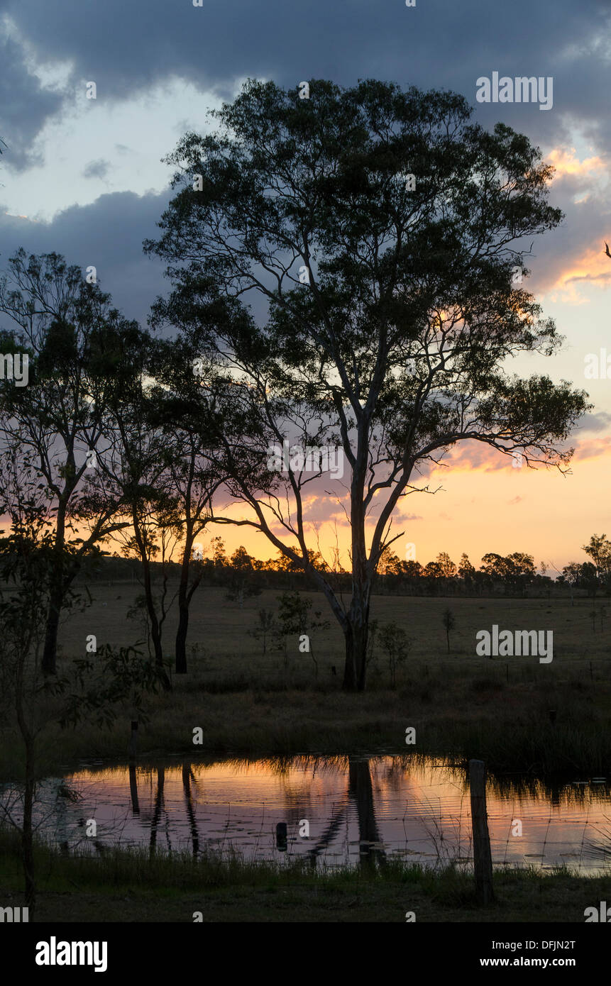 Gum Trees, beside billabong near Ispwich, Queensland, Australia Stock ...