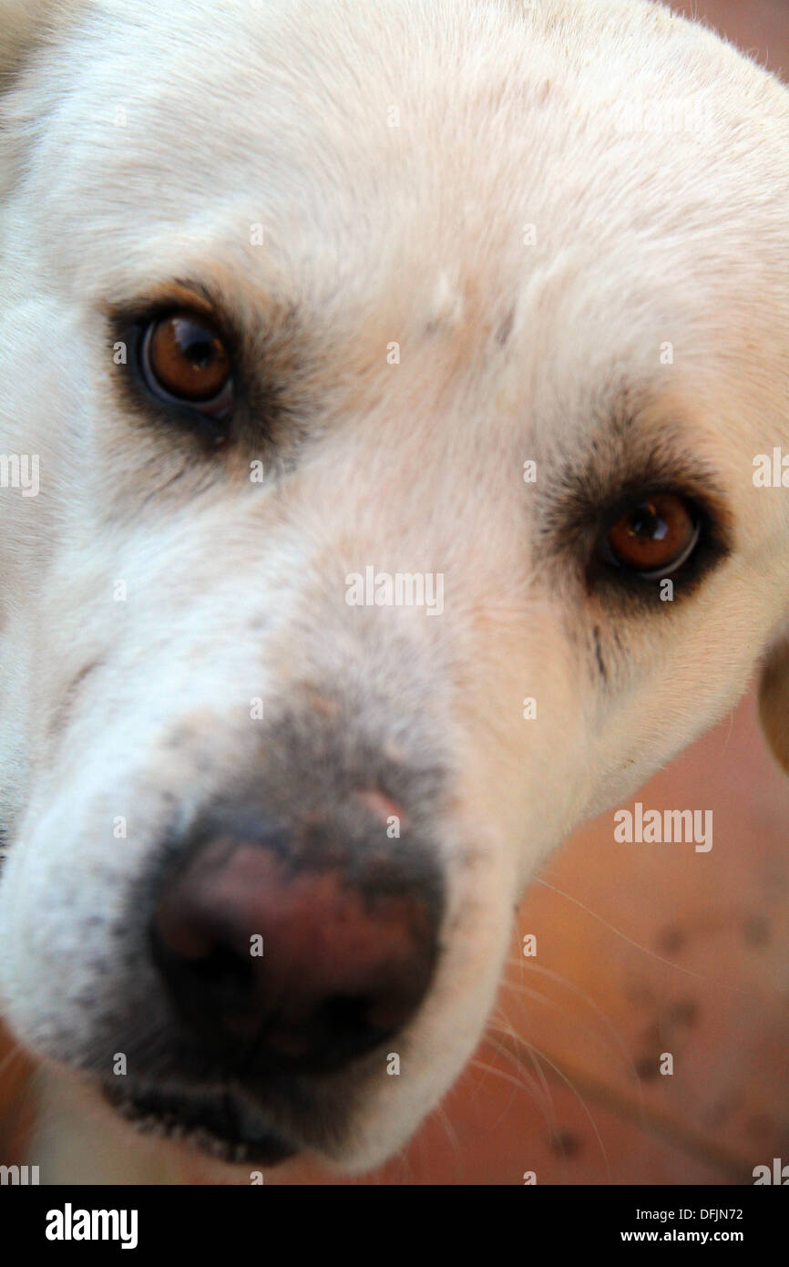 Dog Facial Expressions Stock Photo - Alamy
