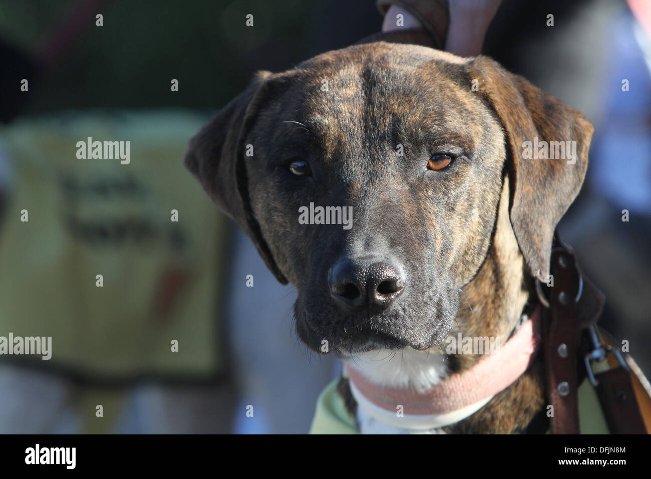 Dog Facial Expressions Stock Photo - Alamy