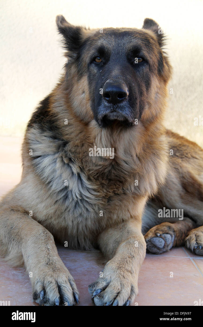 Animal facial expressions hi-res stock photography and images - Alamy