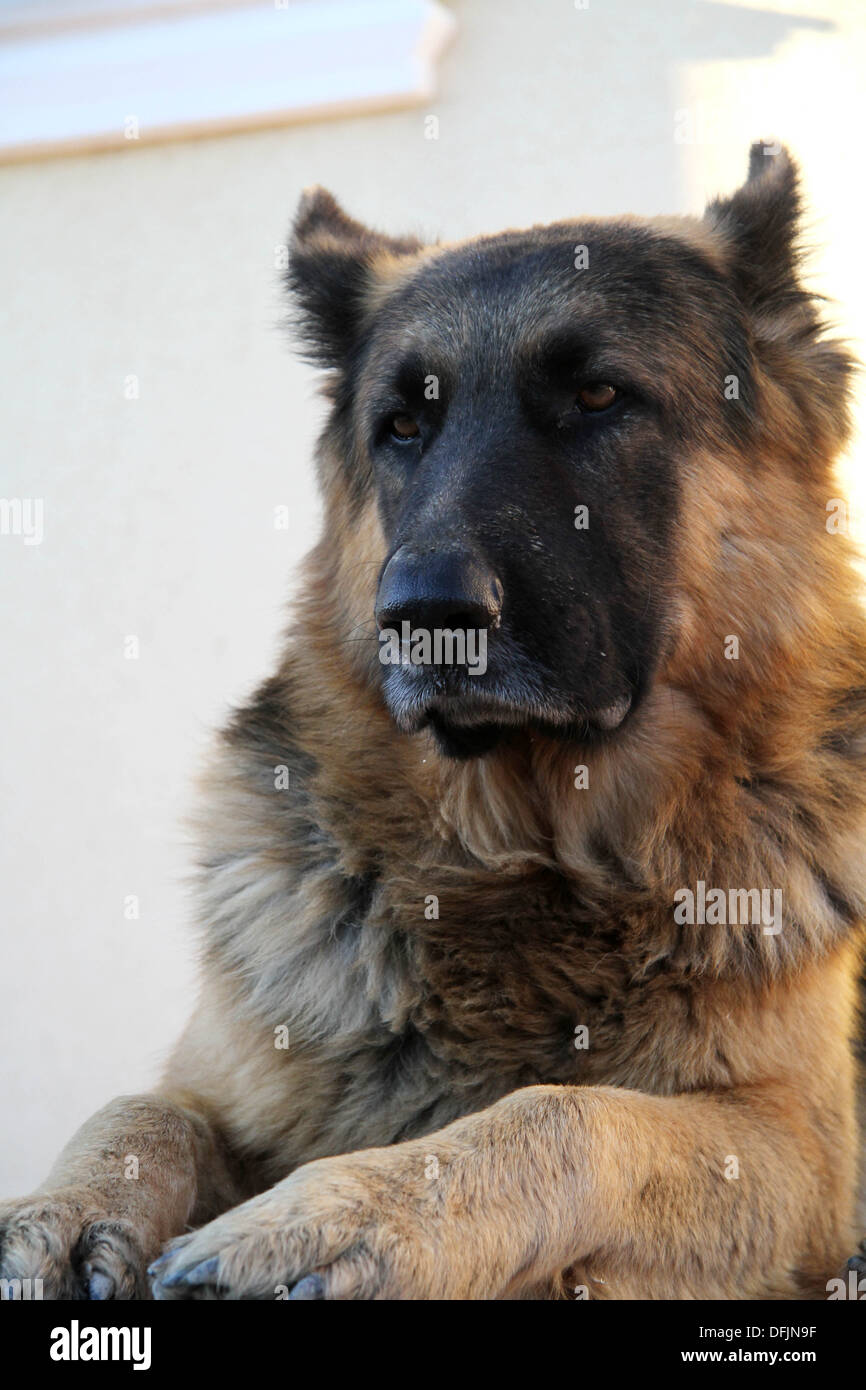 Dog Facial Expressions Stock Photo - Alamy