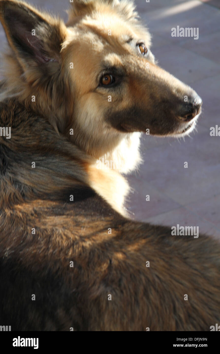 Dog Facial Expressions Stock Photo - Alamy
