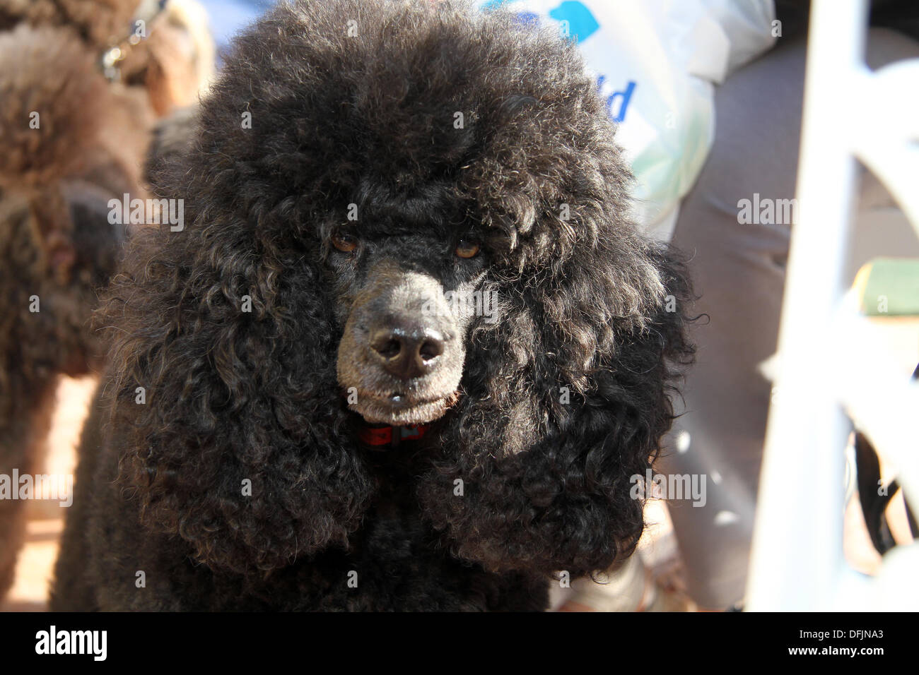 Dog Facial Expressions Stock Photo - Alamy