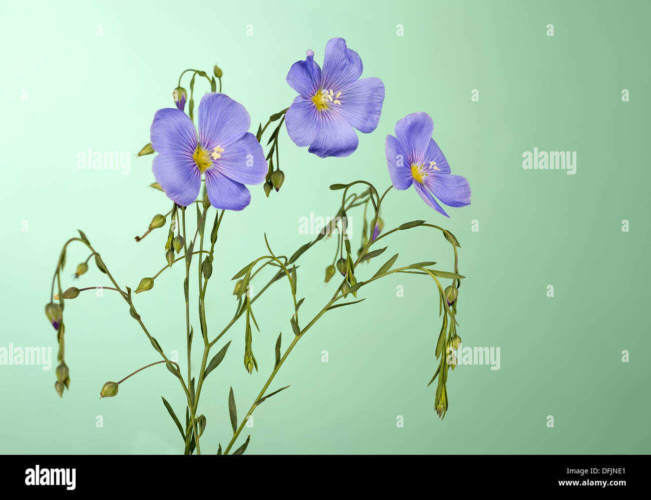 Wild flax hi-res stock photography and images - Alamy