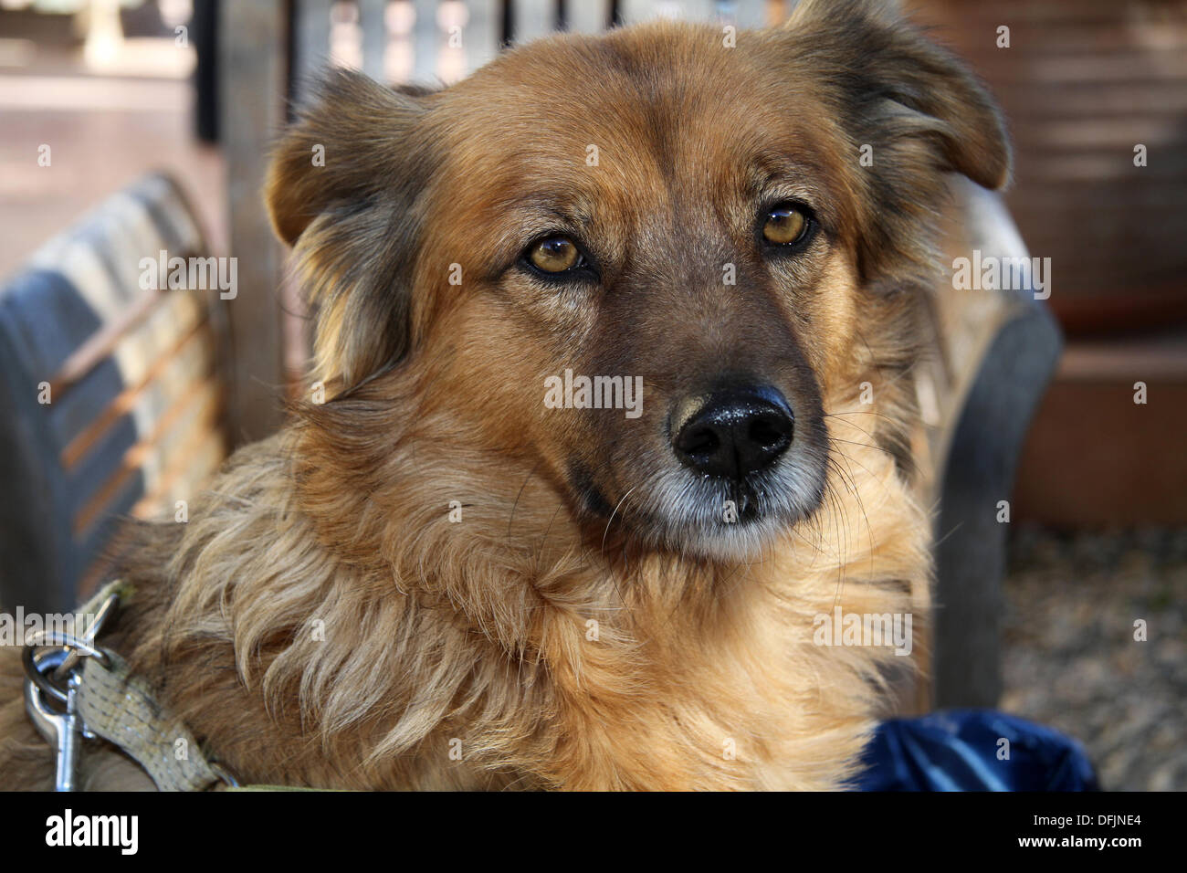 Dog Facial Expressions Stock Photo - Alamy
