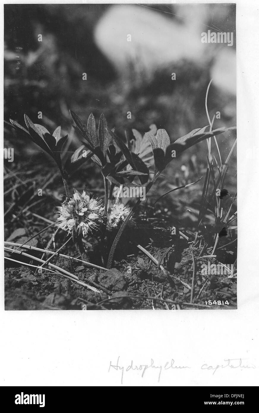 The image depicts Hydrophyllum capitatum, commonly known as Waterleaf ...
