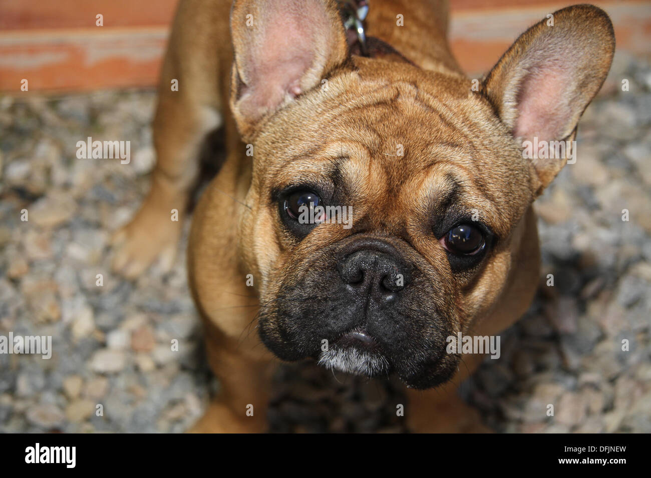 Dog Facial Expressions Stock Photo - Alamy