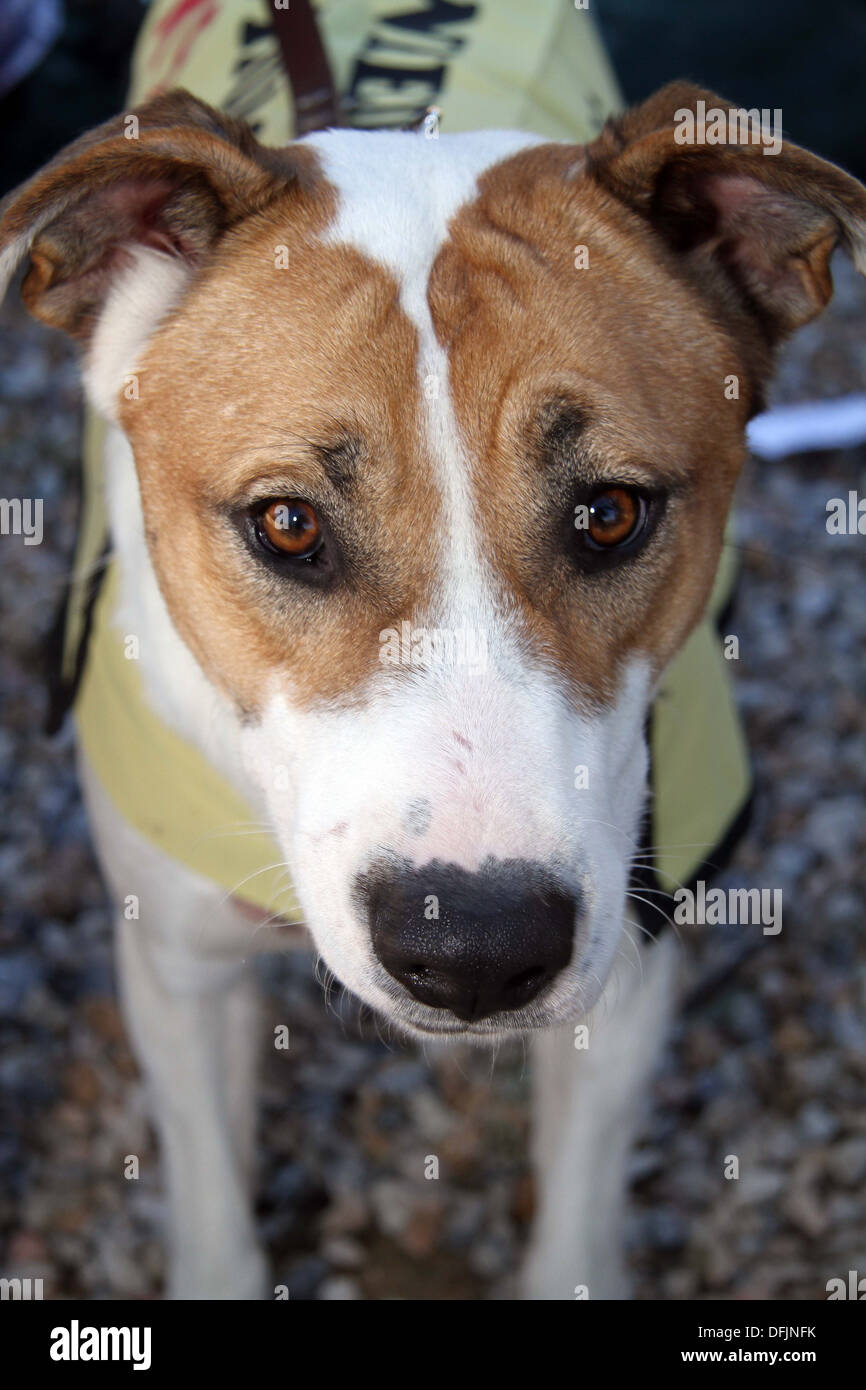Dog Facial Expressions Stock Photo - Alamy