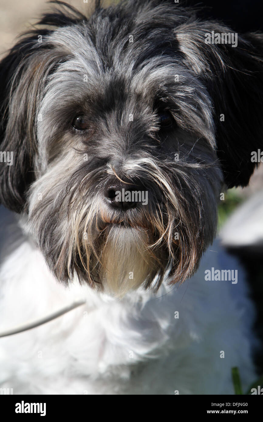 Cute captions hi-res stock photography and images - Alamy