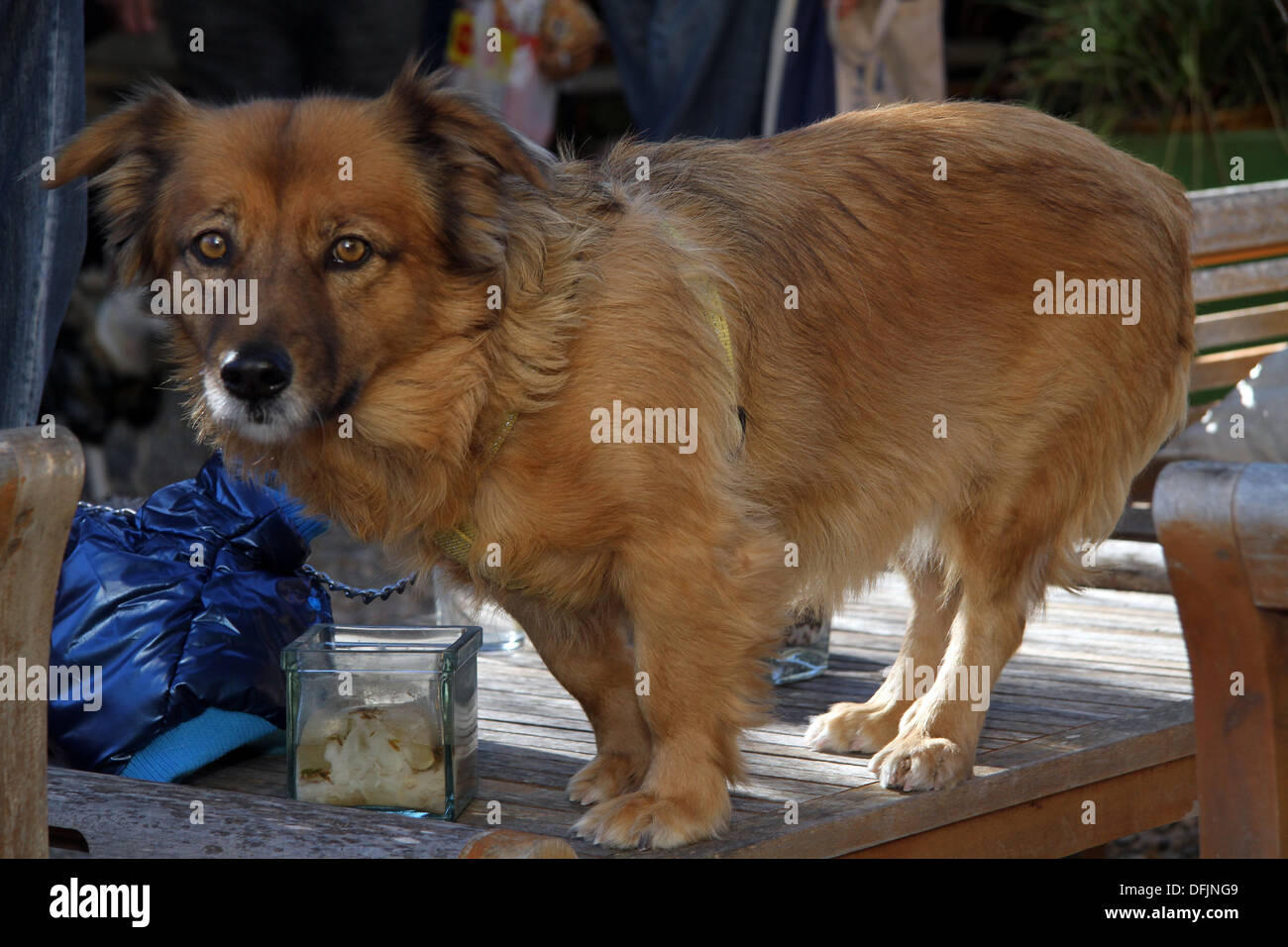 Dog Facial Expressions Stock Photo - Alamy