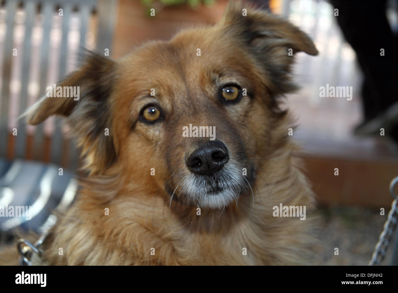 Dog Facial Expressions Stock Photo - Alamy
