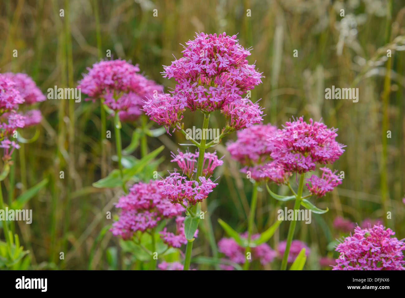 Red valarian uk hi-res stock photography and images - Alamy