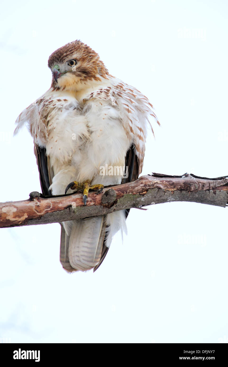 Red tailed hawk perched hi-res stock photography and images - Alamy