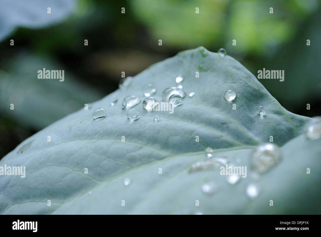 Small drops of dew on sheet of a green plant Stock Photo - Alamy