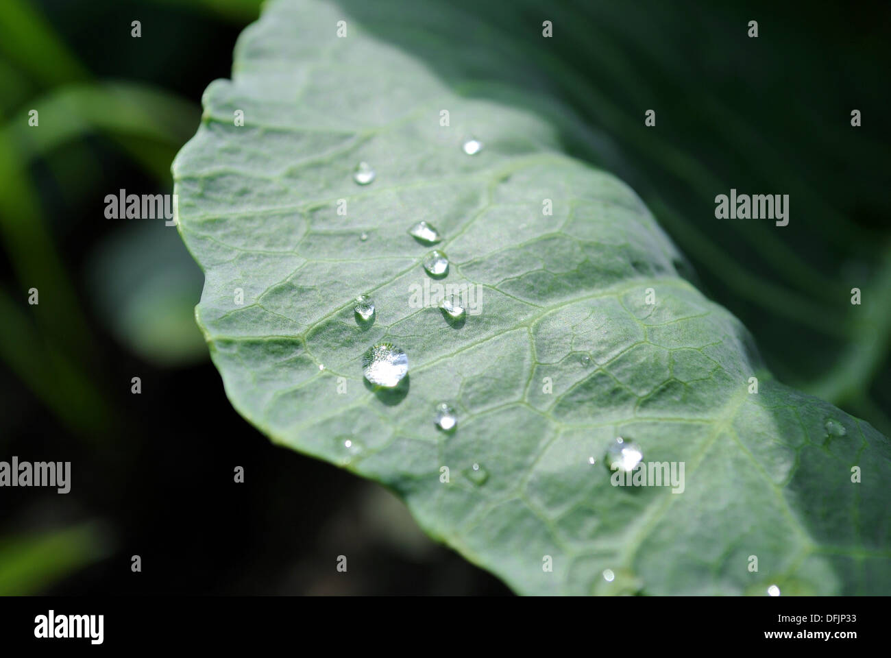 Small drops of dew on sheet of a green plant Stock Photo - Alamy