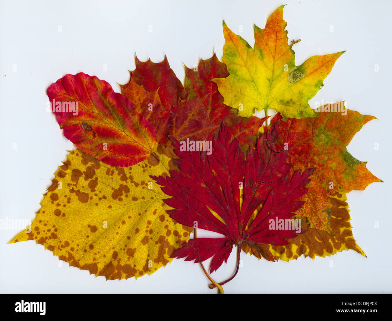 Fall foliage pictures hi-res stock photography and images - Alamy