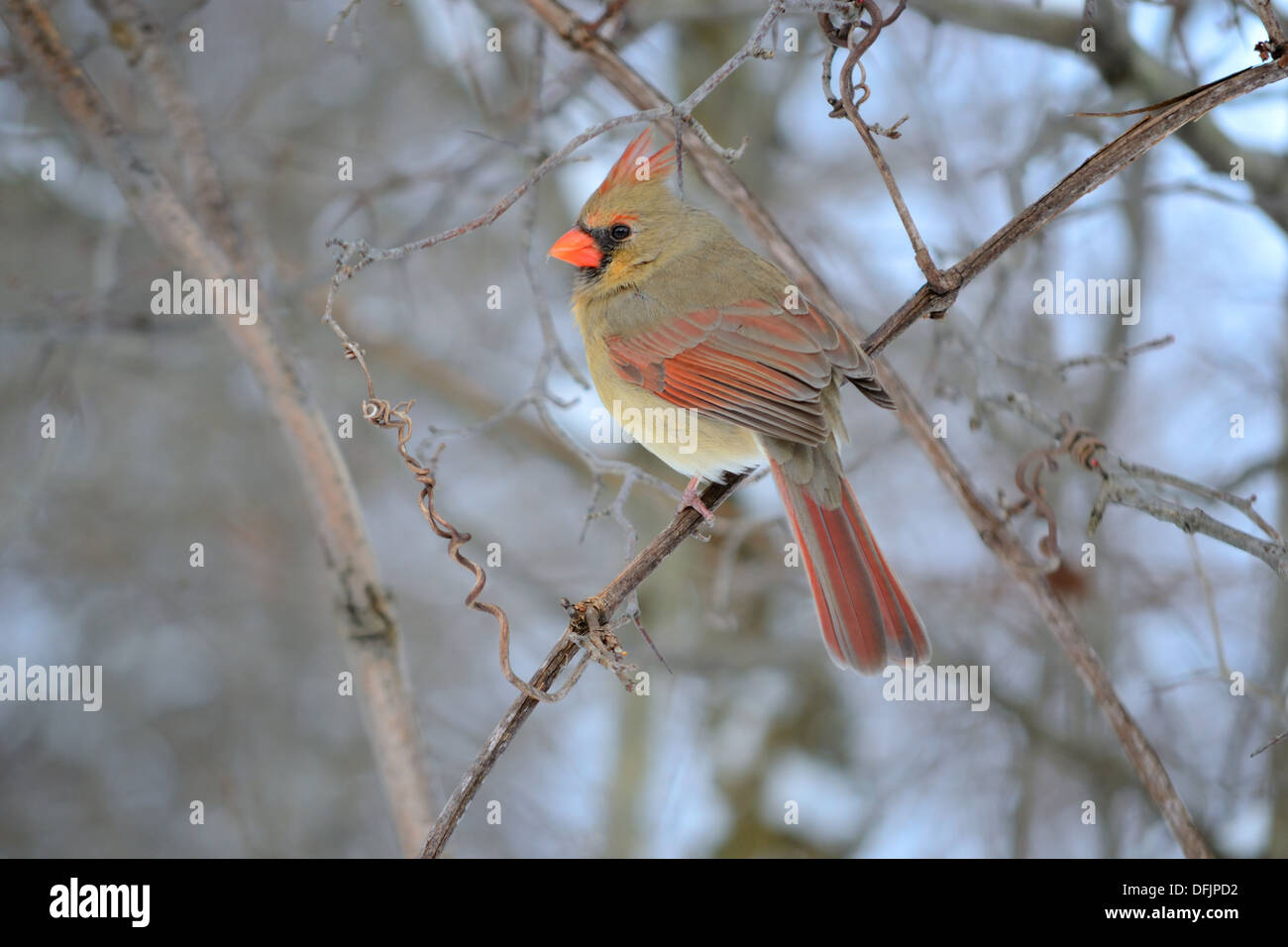 Female northern cardinal hi-res stock photography and images - Alamy