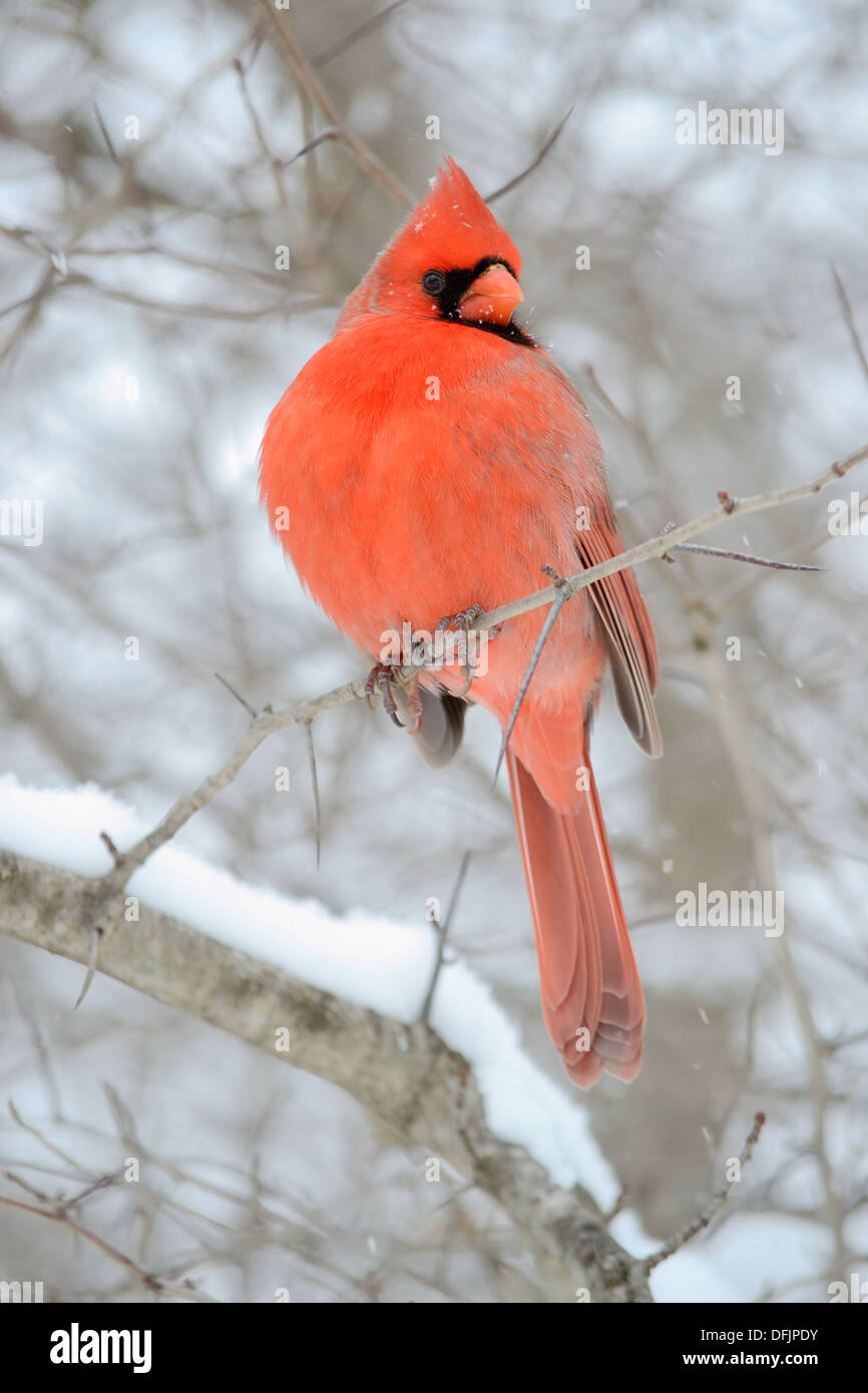 Male Northern Cardinal perched on a tree branch Stock Photo - Alamy