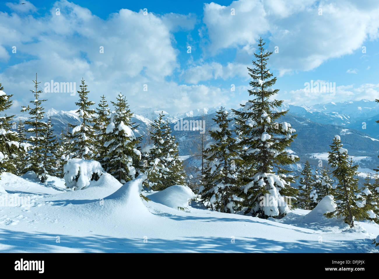 Winter mountain fir forest snowy landscape (top of Papageno bahn ...