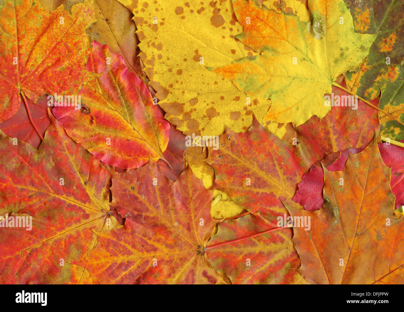 Fall foliage pictures hi-res stock photography and images - Alamy