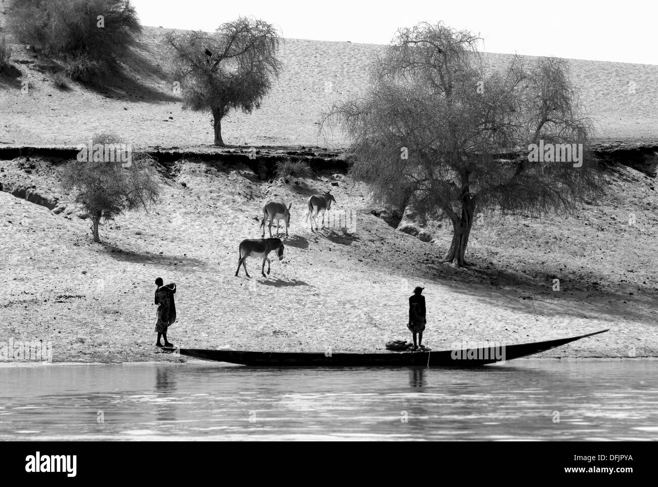 Gao tree Black and White Stock Photos & Images - Alamy