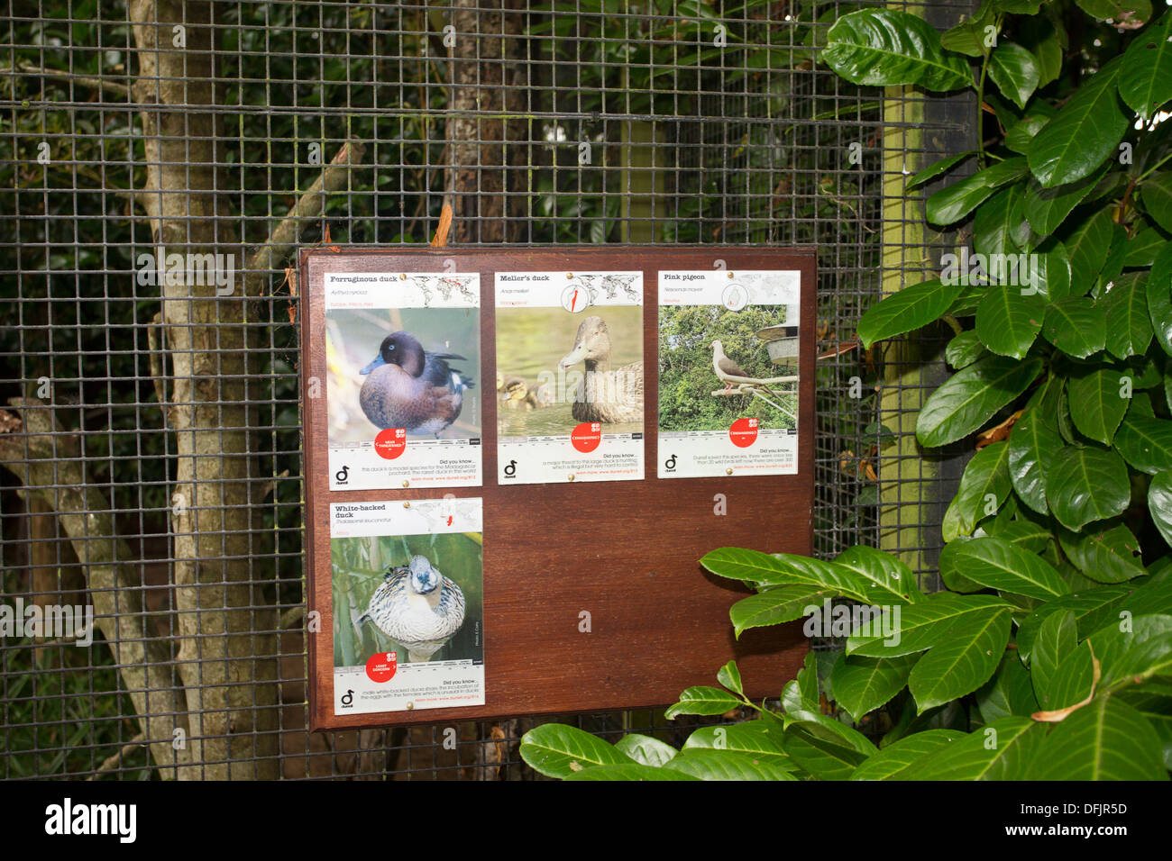 Durrell Wildlife Conservation Trust Stock Photo - Alamy