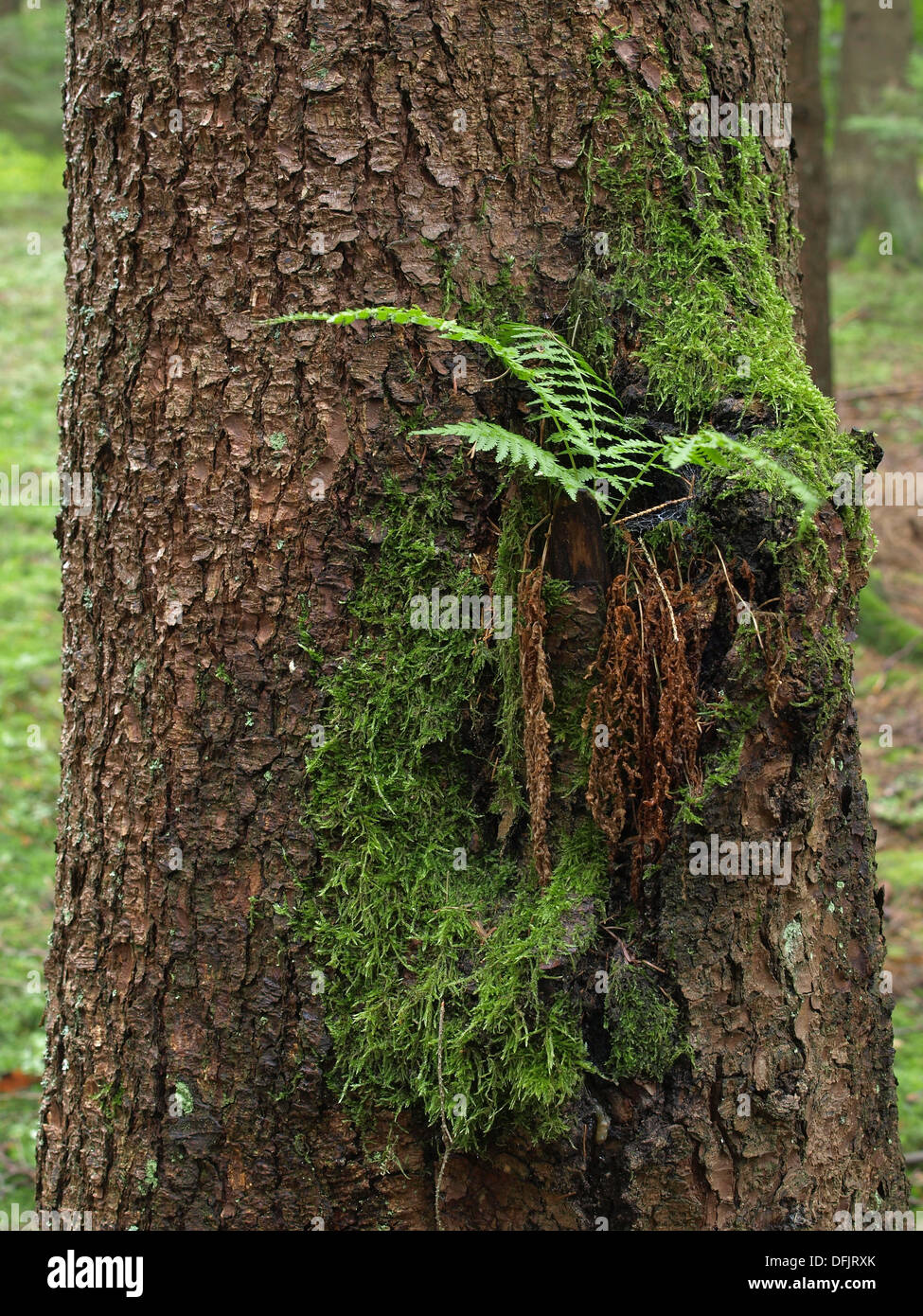 wood fern and moss grow at a tree trunk / Wurmfarn und Moos wächst an ...