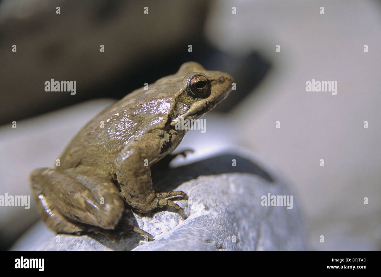 Frog rana graeca hi-res stock photography and images - Alamy