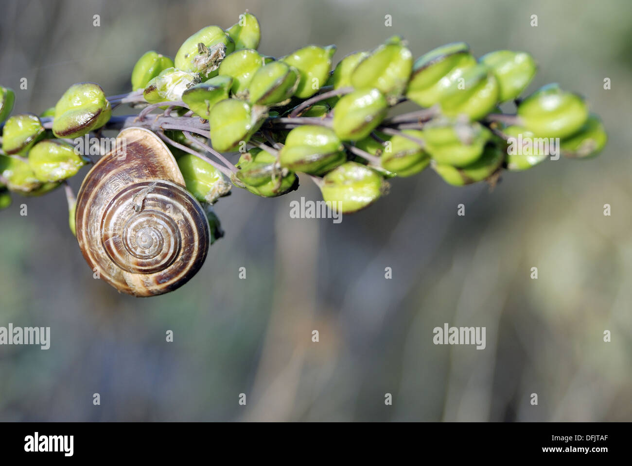 Squil hi-res stock photography and images - Alamy