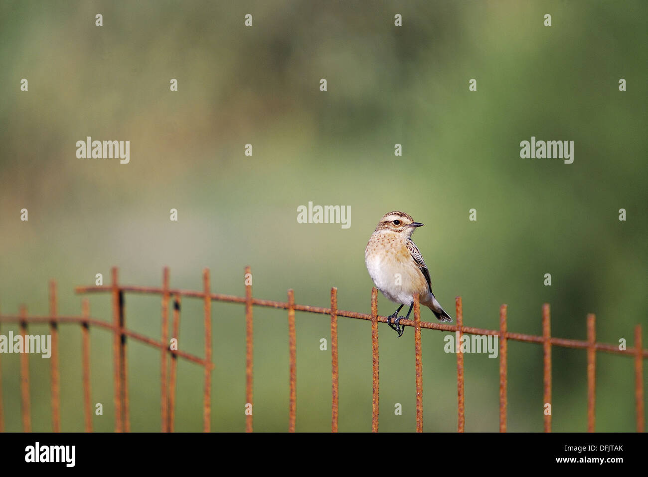 Winchat saxicola rubetra hi-res stock photography and images - Alamy