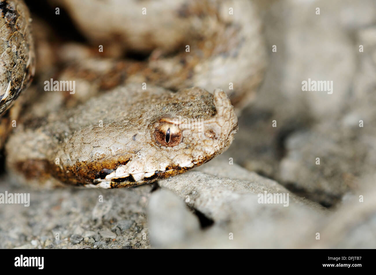 Nose horned viper greece hi-res stock photography and images - Alamy