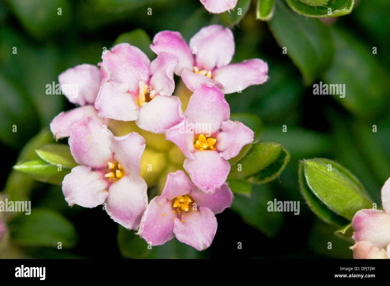 Daphne sericea hi-res stock photography and images - Alamy