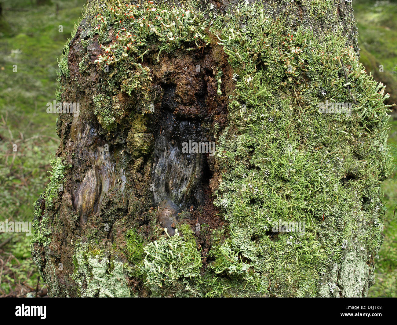 damaged tree trunk with moss and lichens Stock Photo - Alamy