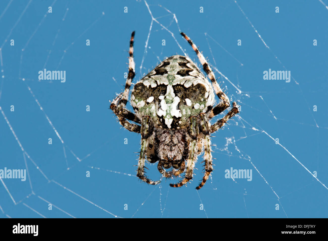 Araneus Sp Stock Photos & Araneus Sp Stock Images - Alamy