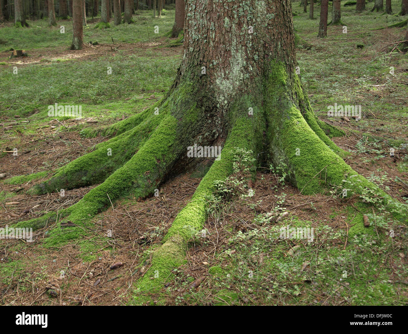 Tree log with roots hi-res stock photography and images - Alamy
