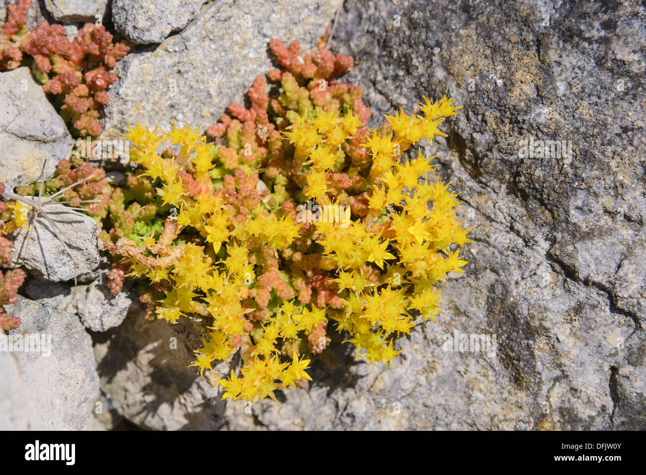 Biting Stonecrop, Sedum acre, Wildflowers, Dorset, England Stock Photo ...
