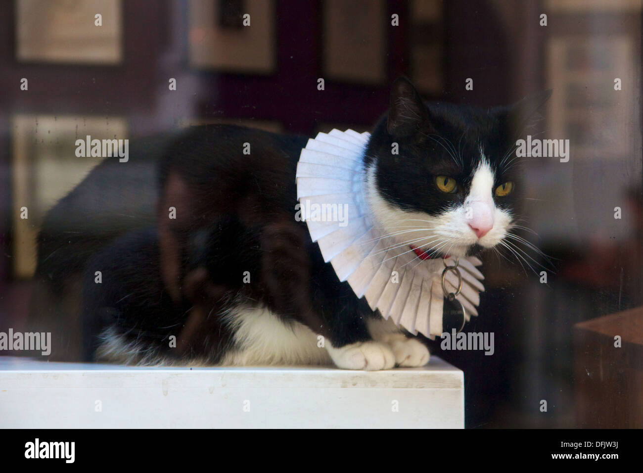 Uk barristers wig High Resolution Stock Photography and Images - Alamy