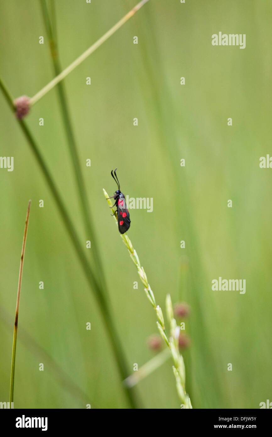 Rare insect climbing plant, Valencia, Spain Stock Photo - Alamy